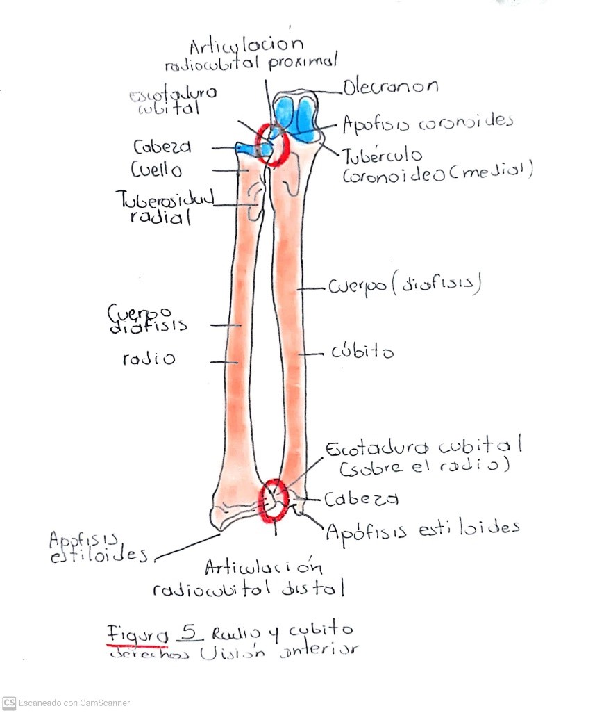 CONTEXTUALIZACION ANATOMICA: radio y cubito