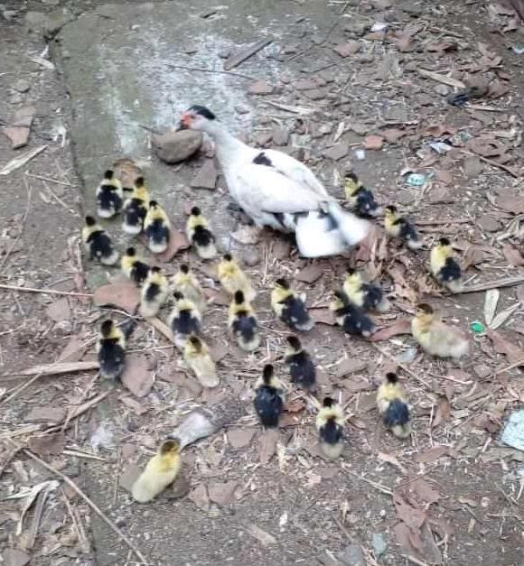 Jenis-jenis Entok Yang Ada Di Indonesia