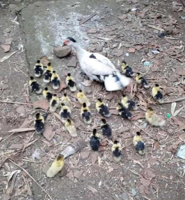 Jenis-jenis Entok Yang Ada Di Indonesia