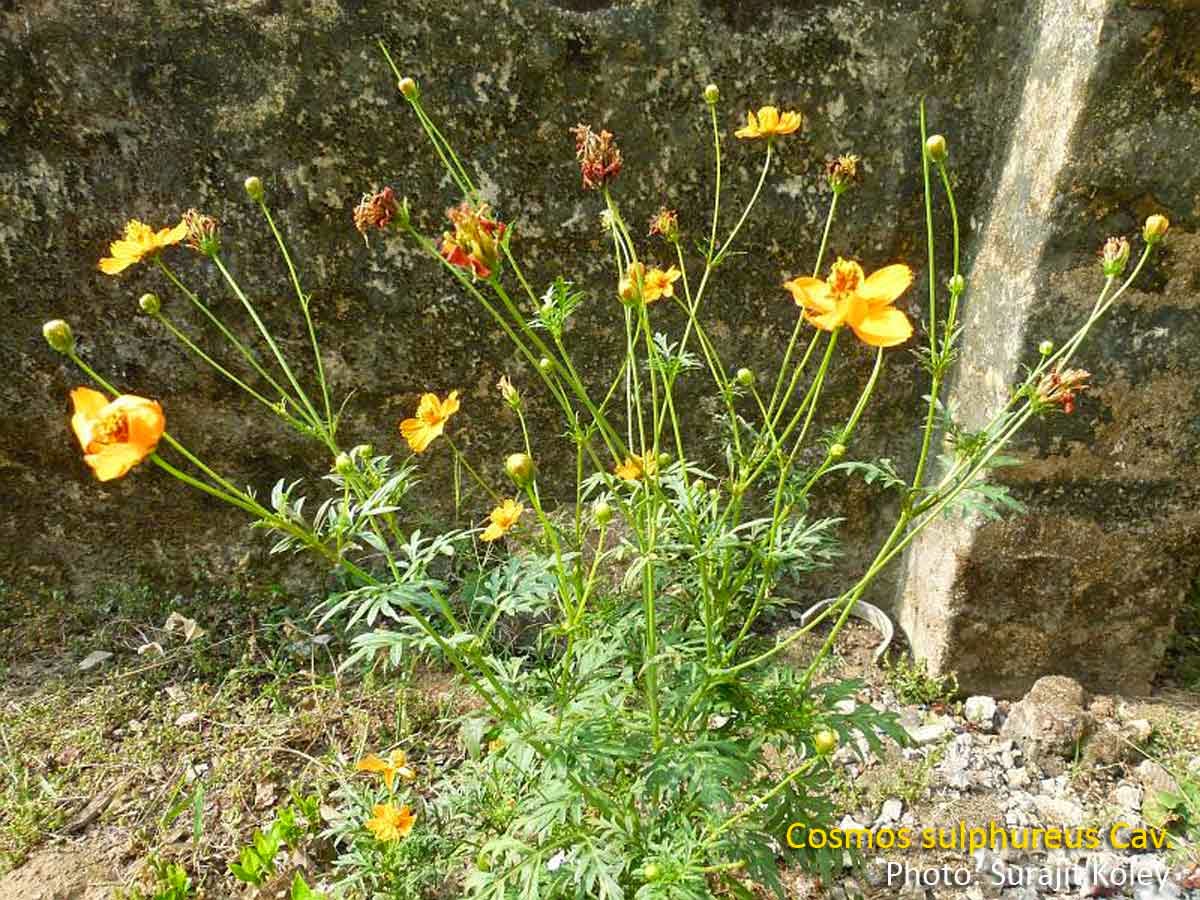 Medicinal Plants: Cosmos sulphureus, Yellow Cosmos, Sulphur Cosmos
