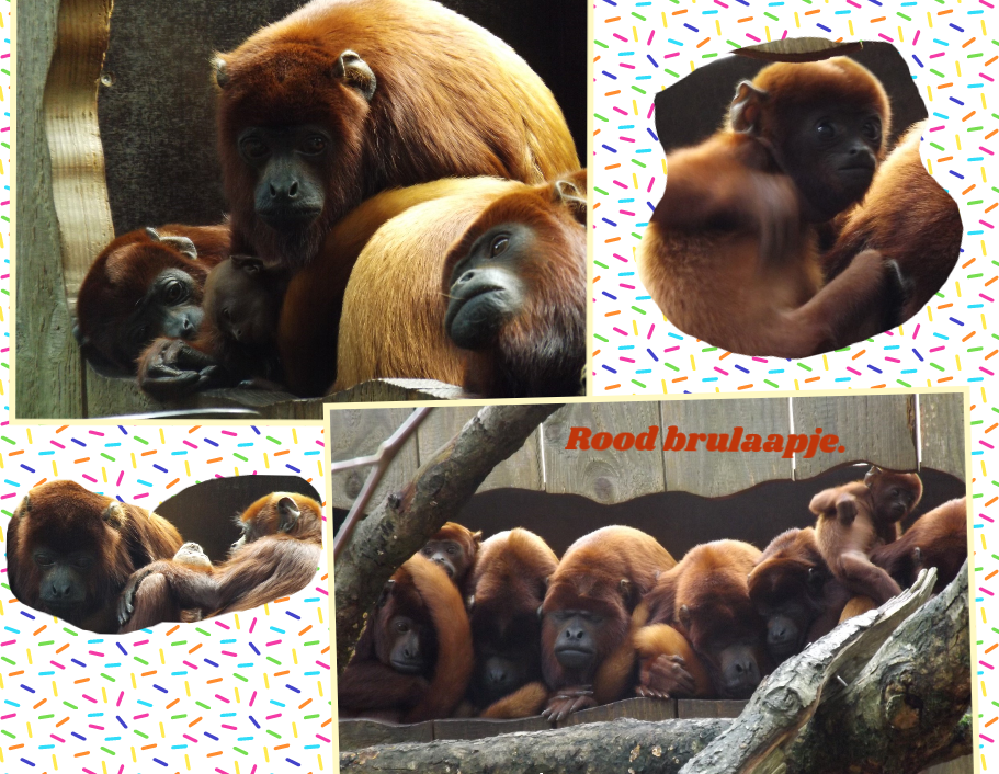 Welkom op Loekje 19: Geboren in 2017 (4)