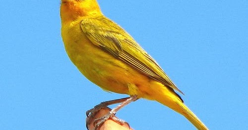 Kinds of Canaries-Types of canaries | canary Birds