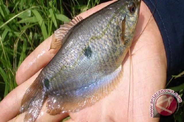 balebete baunajuku: Ikan Sepat Rawa - Mengenal Lebih Jauh