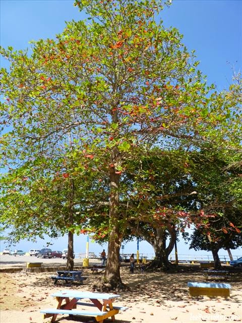 Puerto Rico, Isla Bella !!!: Parque Colón {Aguadilla}