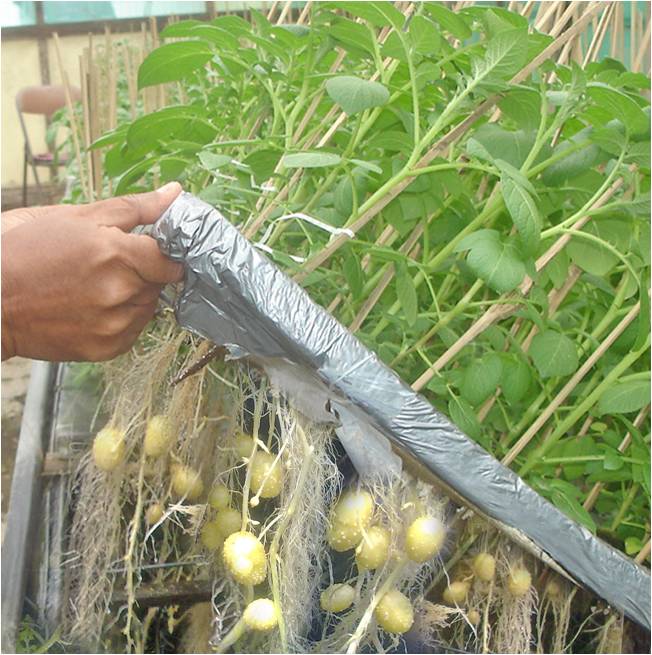 INOVASI BARU PERBANYAKAN BIBIT KENTANG G-0 SISTEM AEROPONIK | 5 Info Petani