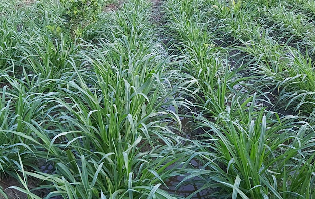 How to irrigate Super Napier grass