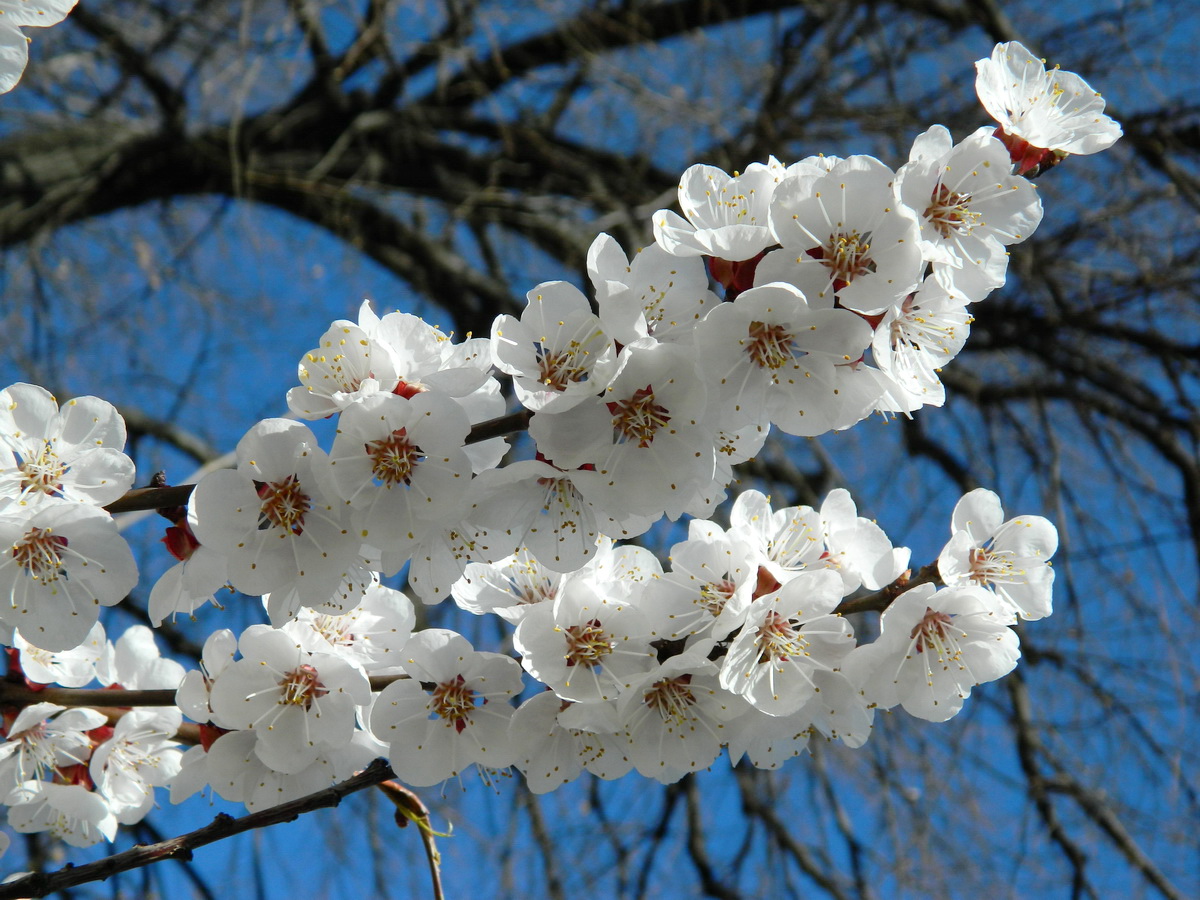 LA MULTI ANI, ROMANIA!: Pom inflorit