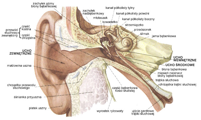 hEARing: BUDOWA UCHA