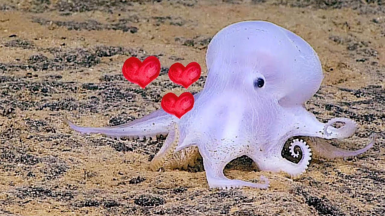 POESÍA INFANTIL: EL PULPO ENAMORADO