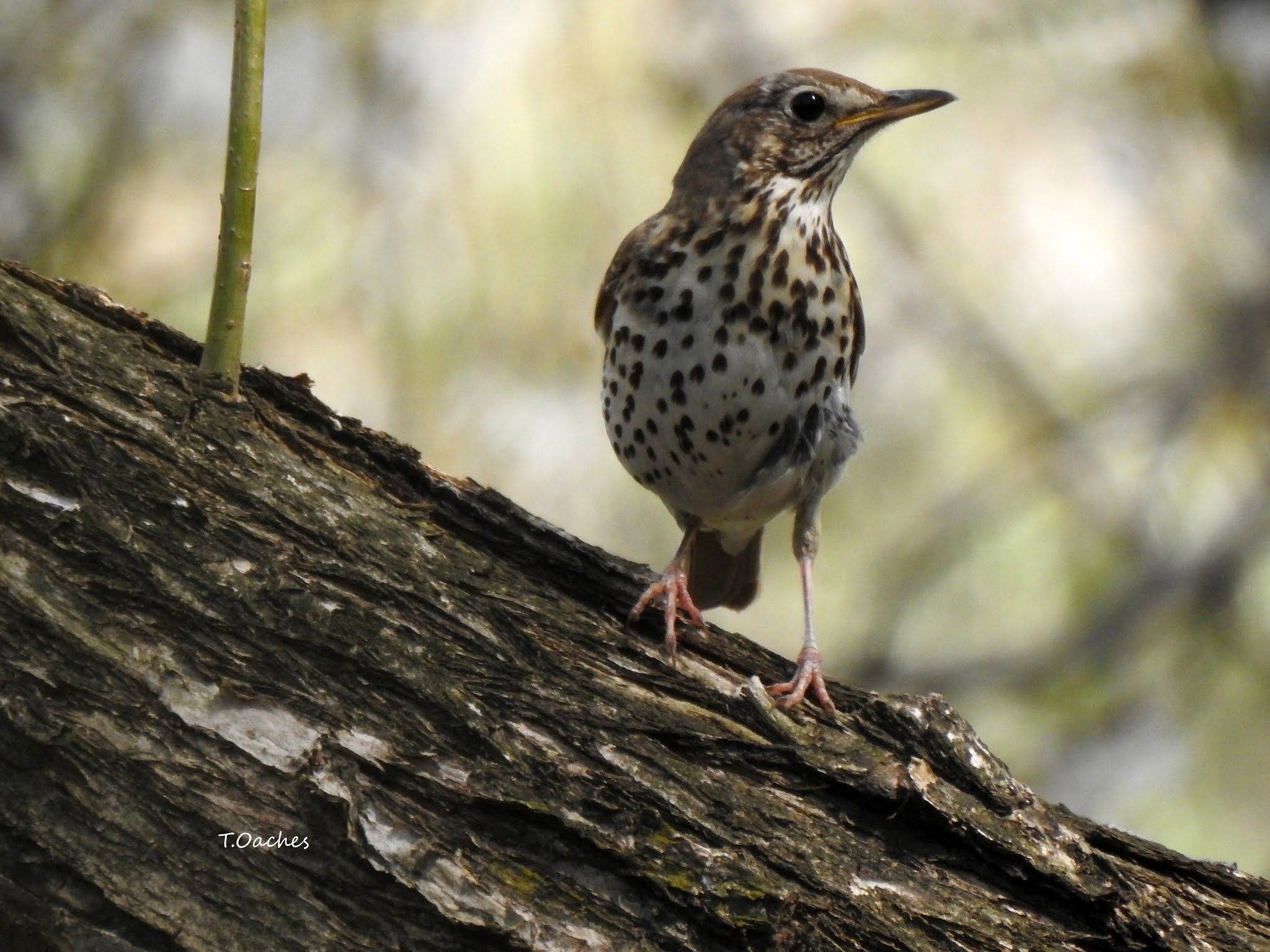 PASARI DIN ROMANIA: STURZ CANTATOR, Turdus philomelos