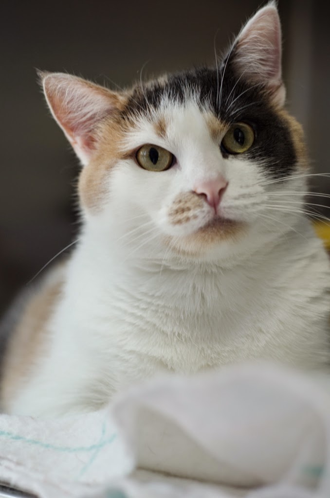 Progressive Charlestown: Kitty of the week