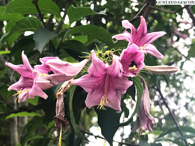 Viveiro Ciprest - Plantas Nativas e Exóticas: Quina ou Quina-Quina ...