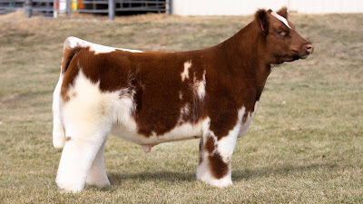 RCC Blog: Rodgers Bulls