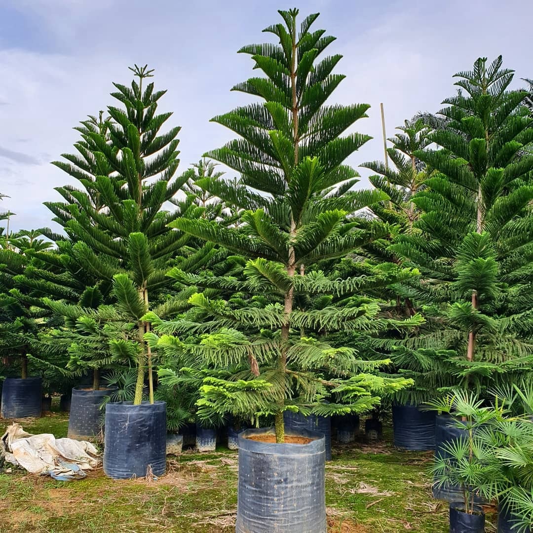 5 MACAM FLORA DAN FAUNA BAGIAN TENGAH INDONESIA - DODI RULLYANDA