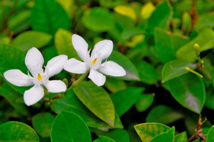 THE CLAMOR OF KALINGA: November 2013