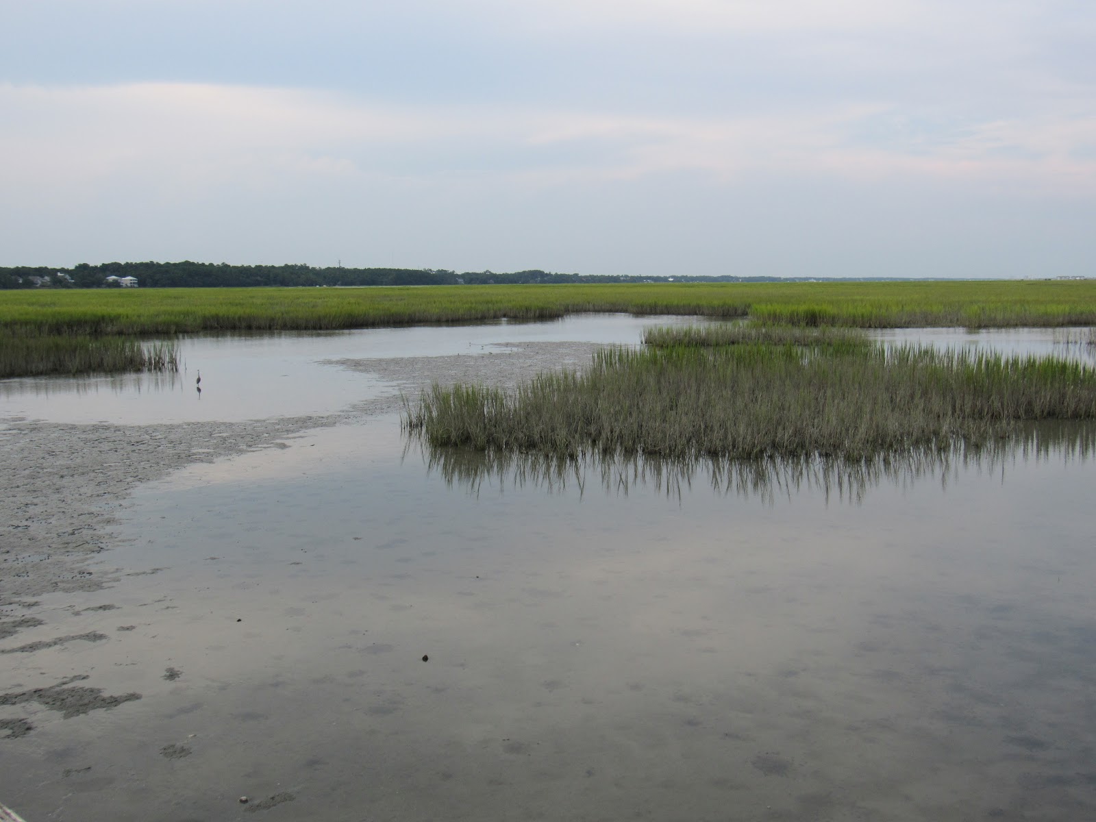 Exploring New Places: South Carolina's Salt Marshes and Tidal Creeks