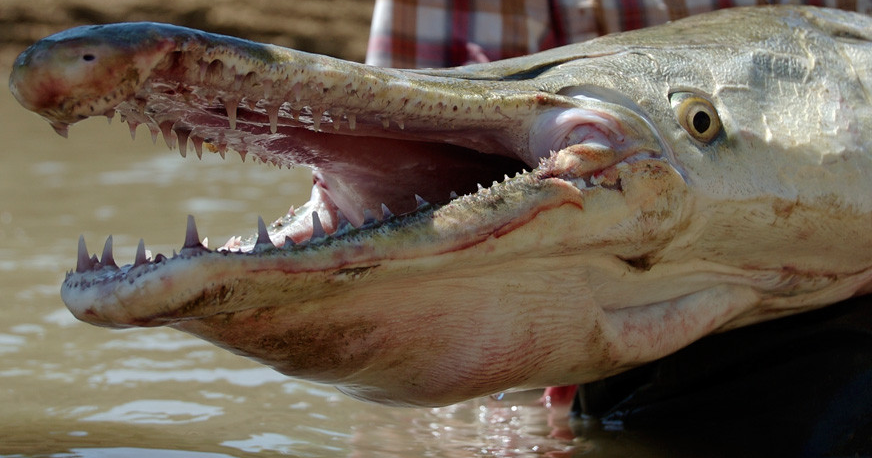 Pez Caiman ~ Animales Increibles