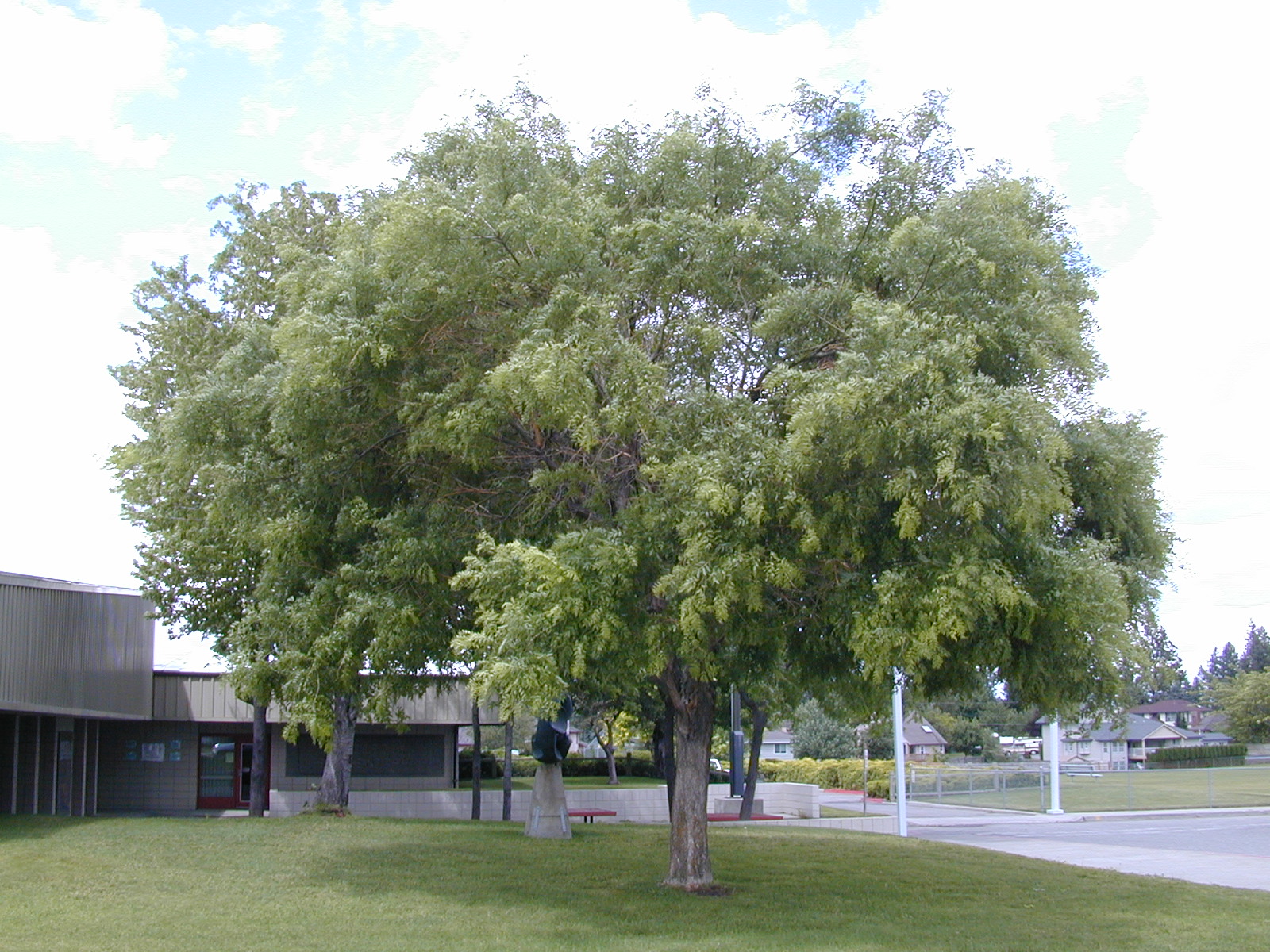 Trees of Santa Cruz County: Sophora japonica - Japanese Pagoda Tree