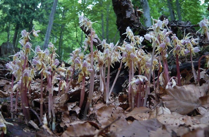 Jenis - Jenis Bunga Langka: Bunga Langka di Dunia