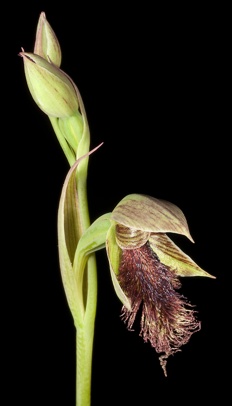 ОРХИДЕЯ Calochilus / Orchidaceae Calochilus