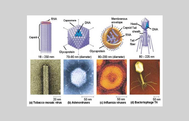Virus : Pengertian, Ciri, Reproduksi, Klasifikasi - Asep Respati