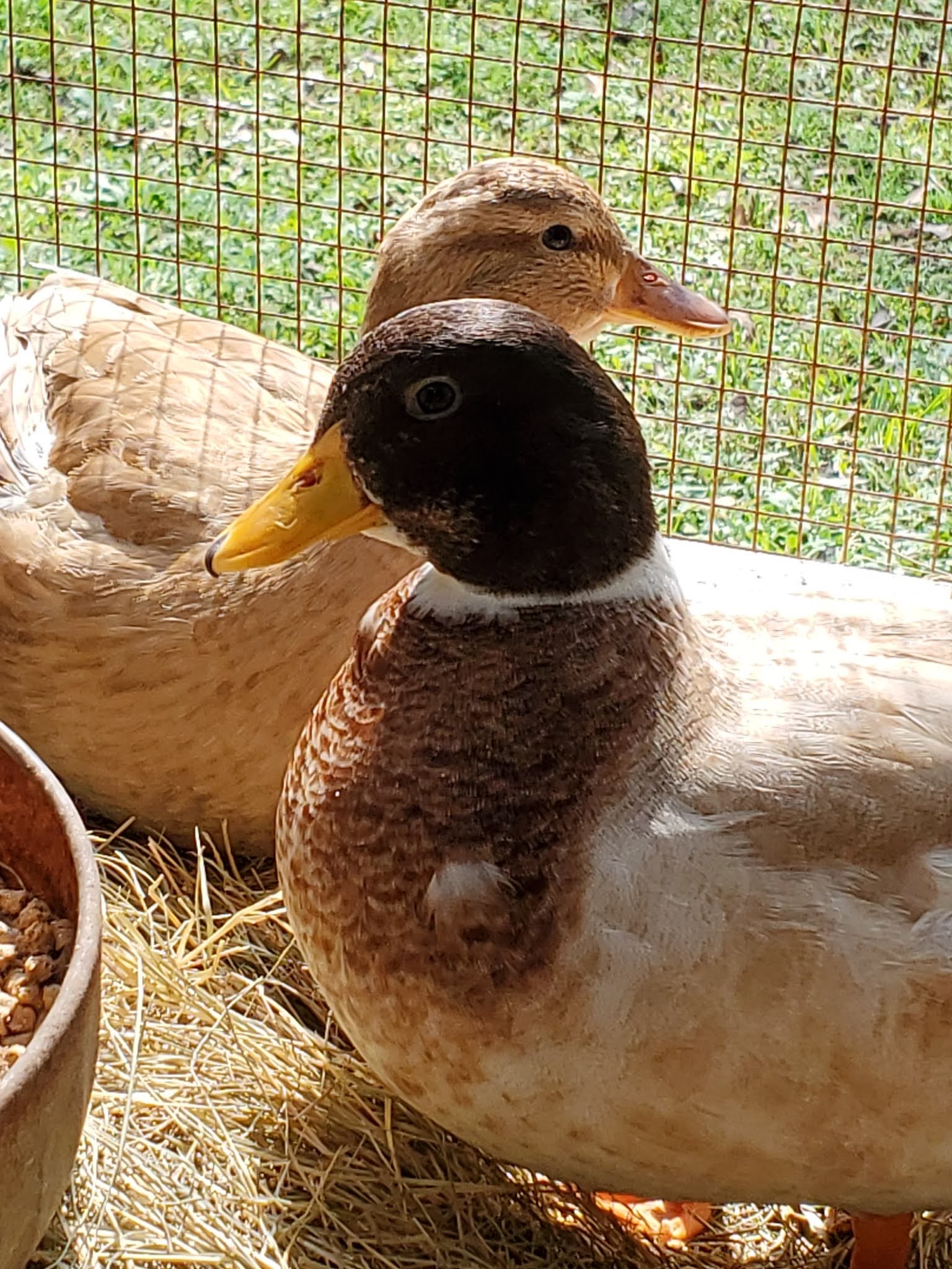 Blue Sky Country Farm: Nutmeg / Nutmeg Pied (Chocolate Pied) Call ducks