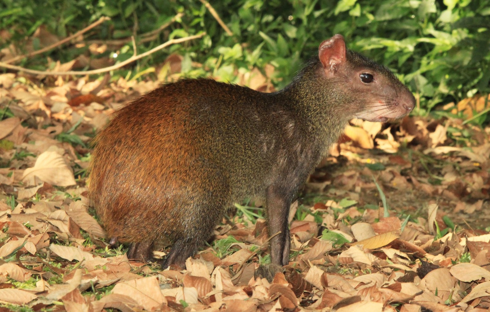 Red rumped agouti habitat - sourcingkopol