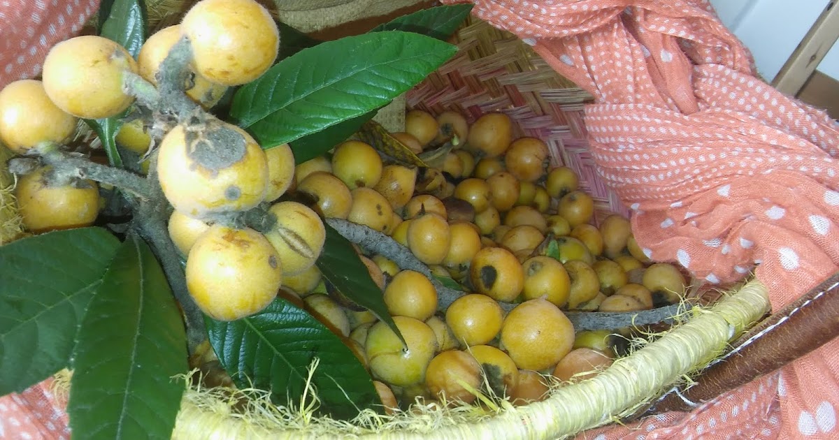 Les saveurs de l'étoile bleue: La récolte des … nèfles