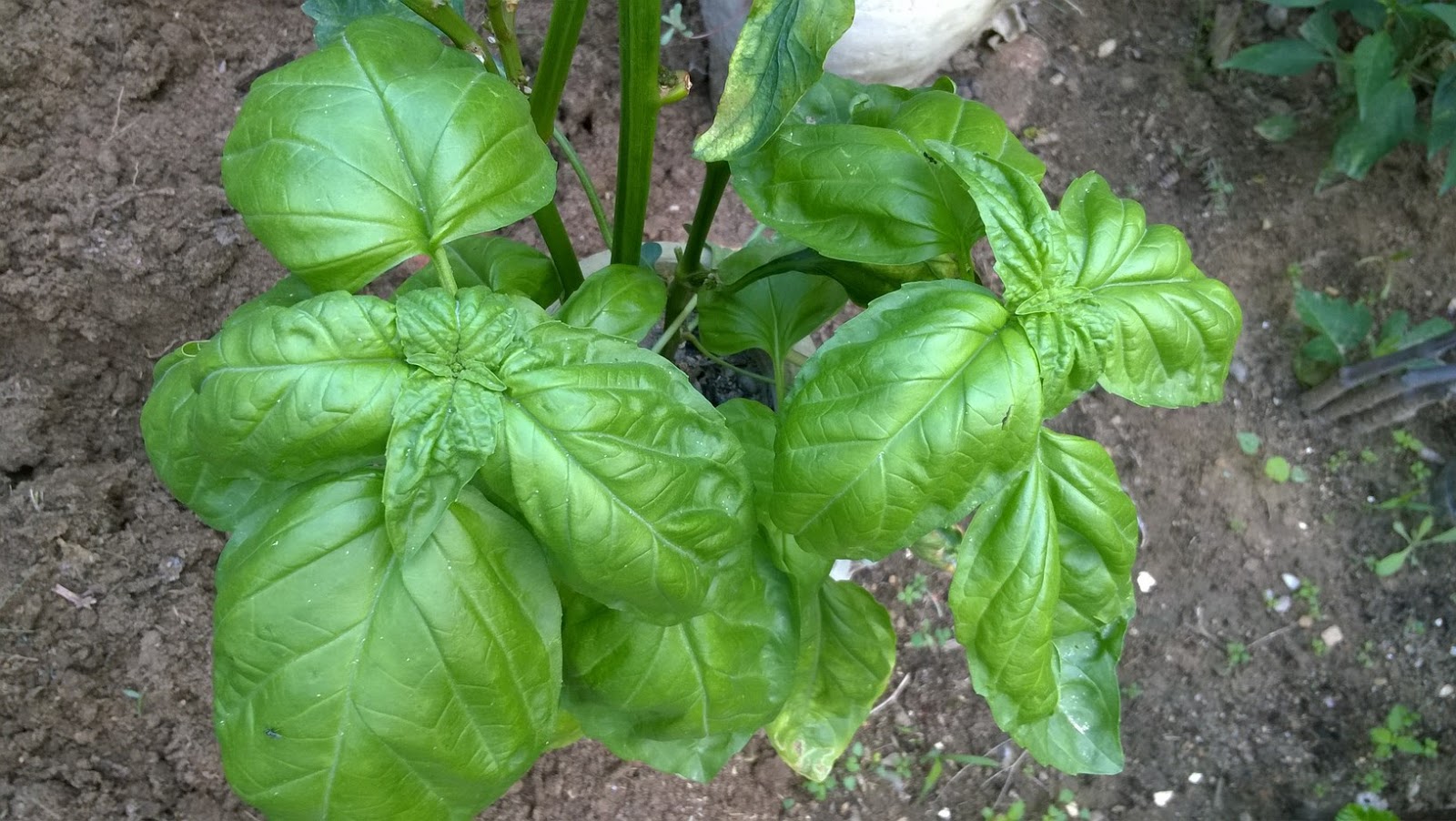 My Basil Photos