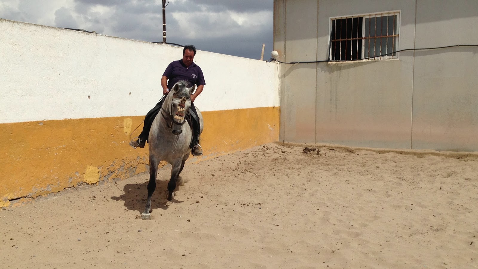 Caballos en Campo Real: Nuevos caballos en venta