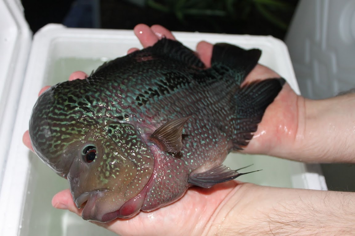Flowerhorn The Hybrid Cichlids: Incredible Flowerhorn