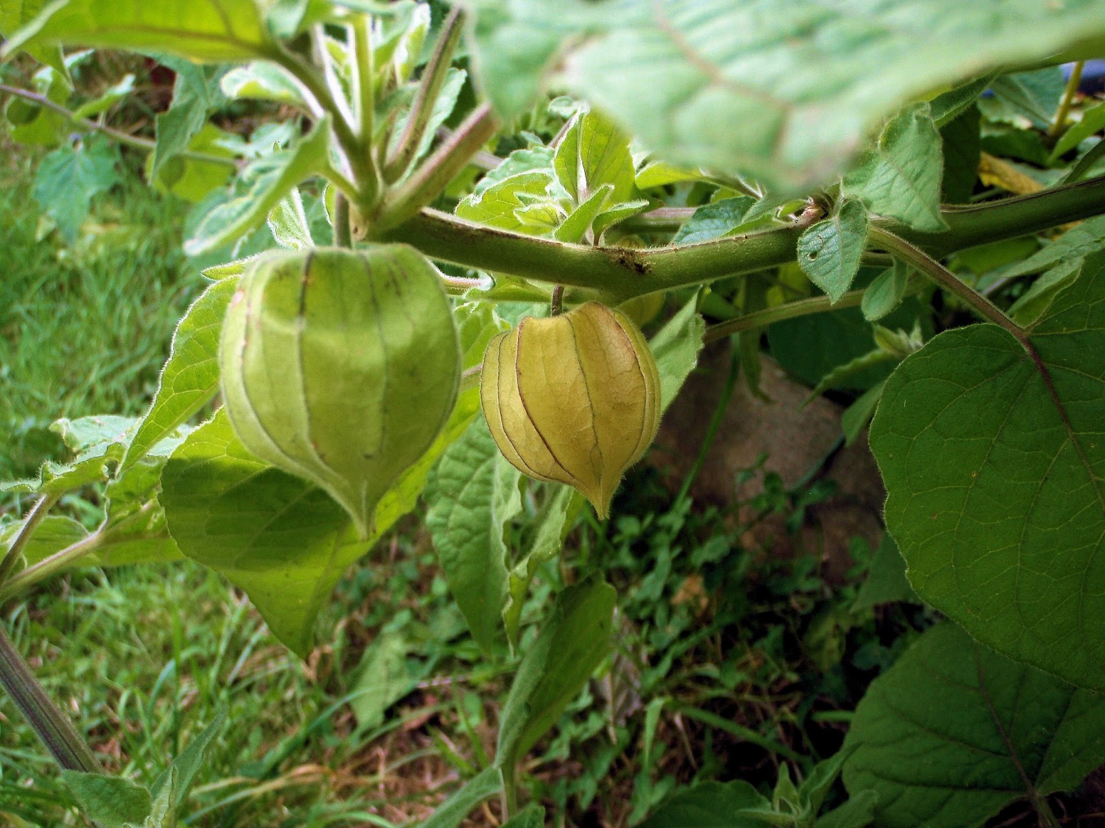Secret Garden Club: Fruits for summer