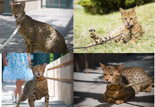 5 Spesies Kucing Termahal di Dunia - *Banjir Embun*