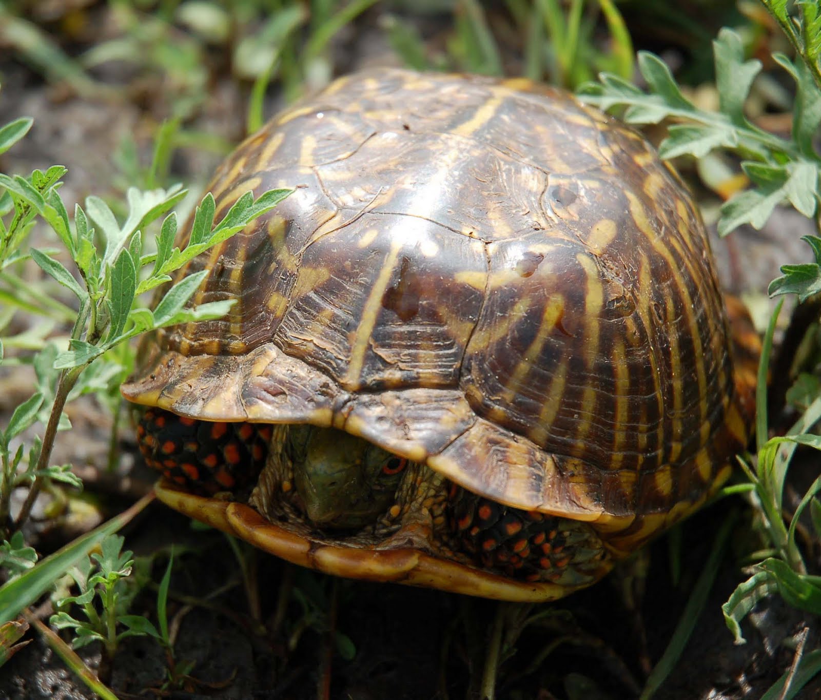 Bwhat?!: Source of inspiration 275: Box turtle