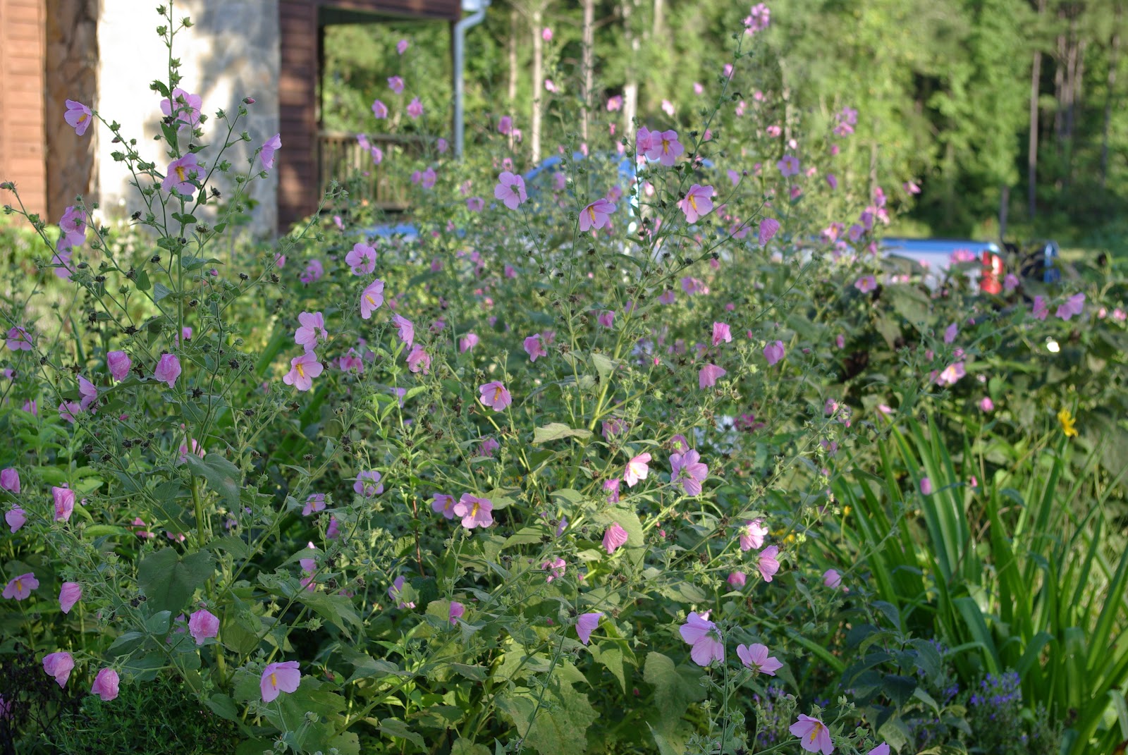 sweetbay: Blooming Friday