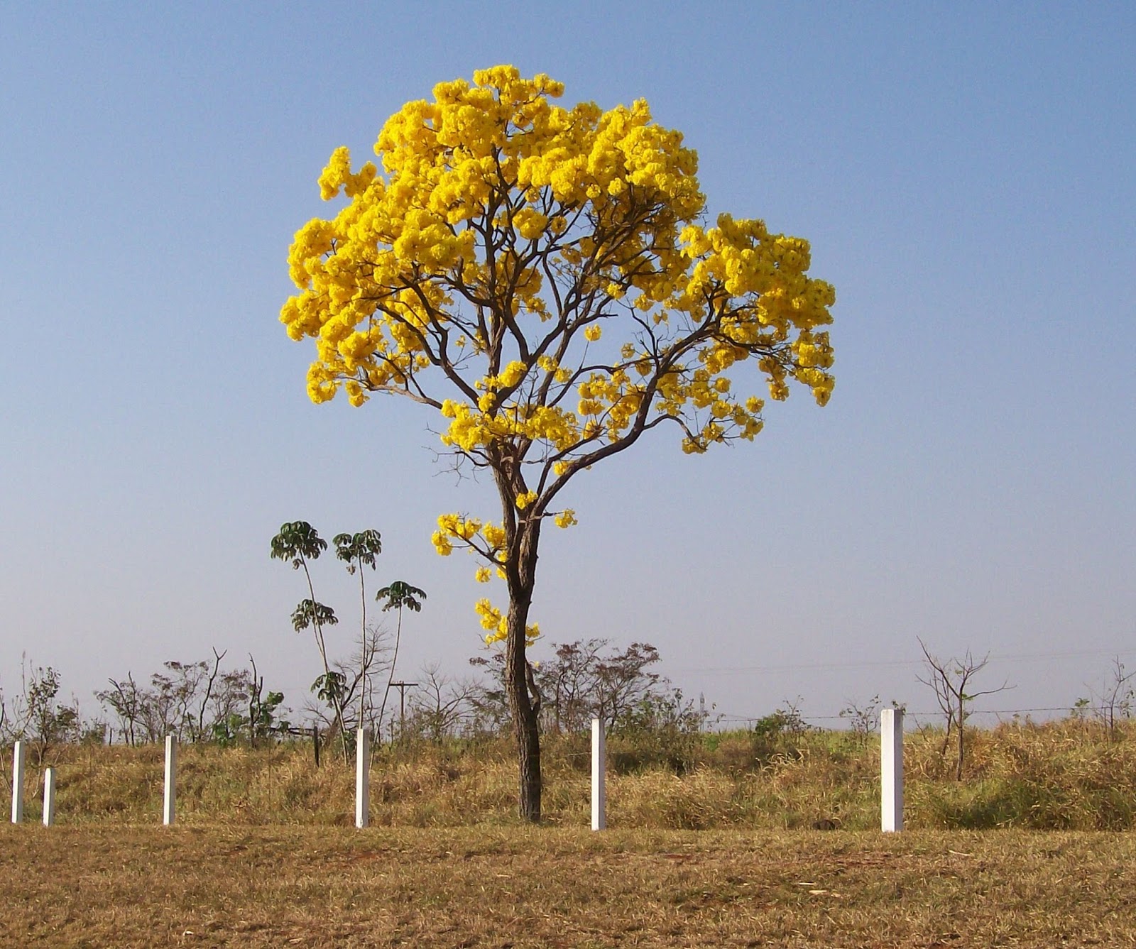 IPÊ-AMARELO: A ÁRVORE IPÊ-AMARELO: A ÁRVORE