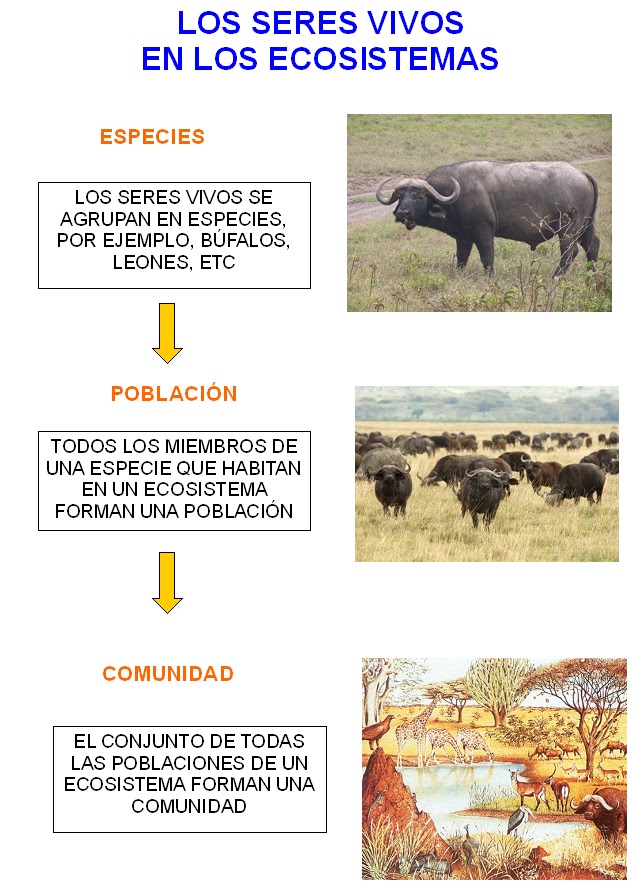 CEIP MIGUEL DE CERVANTES: Unidad 3: "Ecosistemas y medio ambiente"