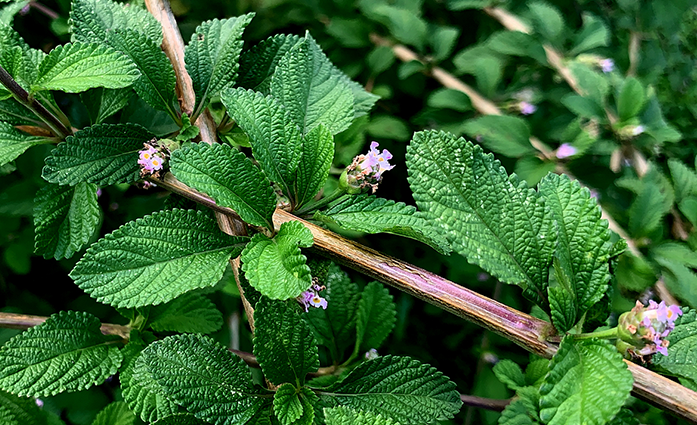 Juanilama - La Herbaria