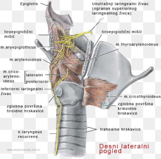 Latinski jezik za medicinske škole: Grkljan