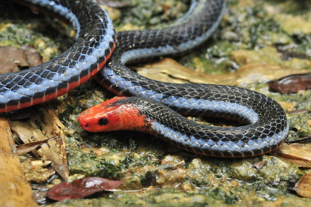 Ular Asli Indonesia: Ular Cabai Besar (Calliophis bivirgatus)