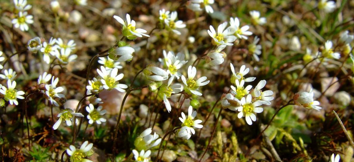 Plantas crucíferas: 20 ejemplos - Biología