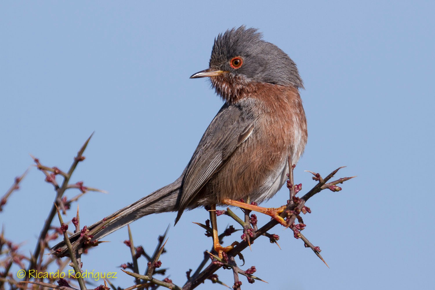 Aves Ricardo Rodriguez: Curruca rabilarga (Sylvia undata)