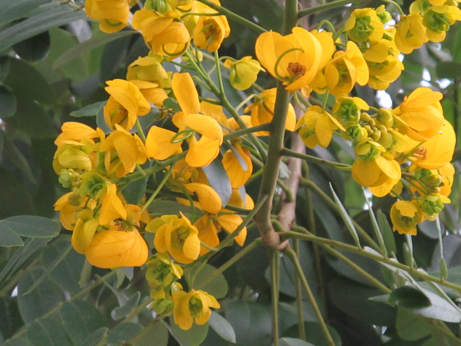 Fabaceae - Leguminosae no Brasil: Fabaceae - Senna spectabilis (DC.) H ...