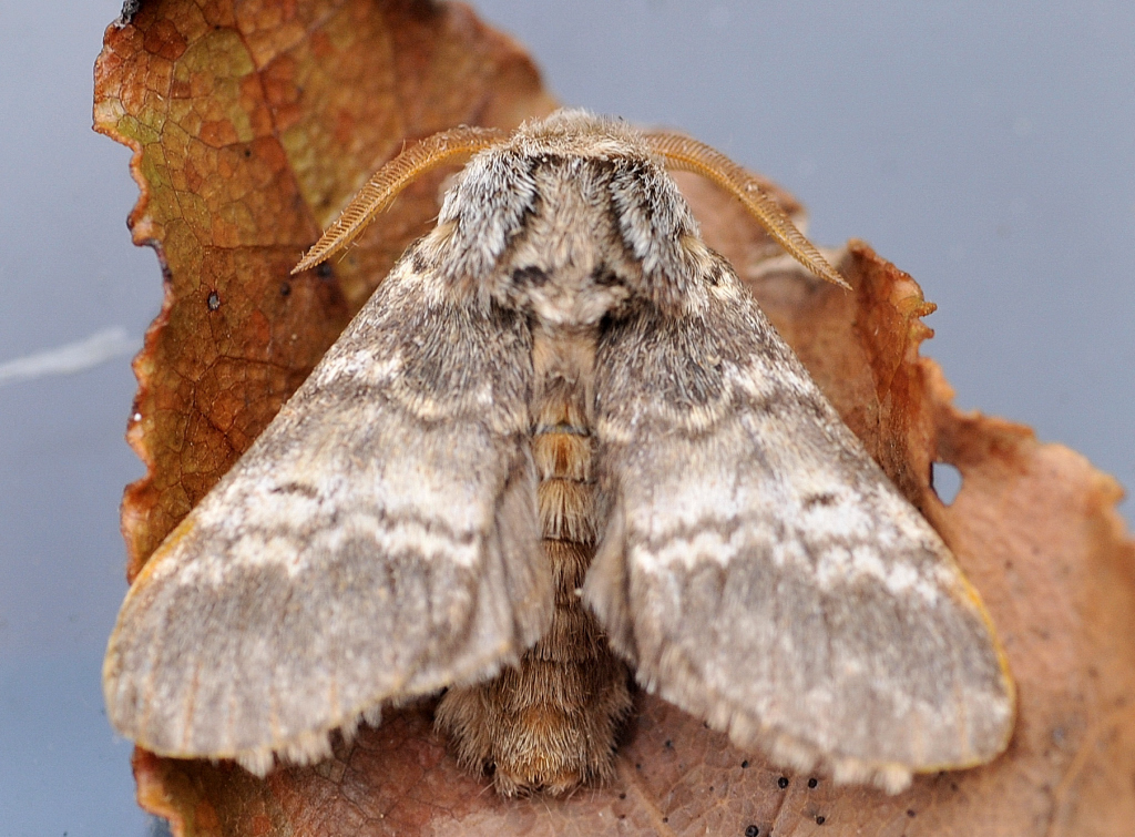 Little Hadham Birding: April moths