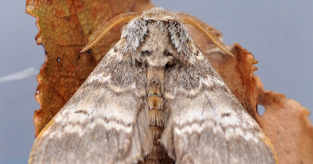 Little Hadham Birding: April moths