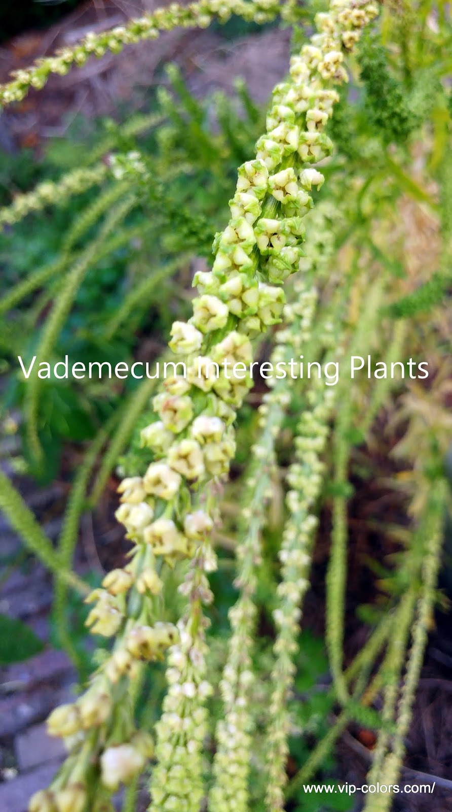 Vademecum Interesting Plants: Reseda luteola - Rezeda żółtawa - Wouw