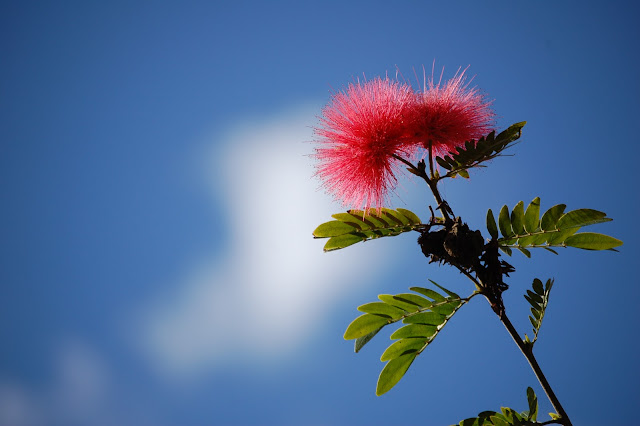 Field Notes and Photos: Red Birds & Red Flowers