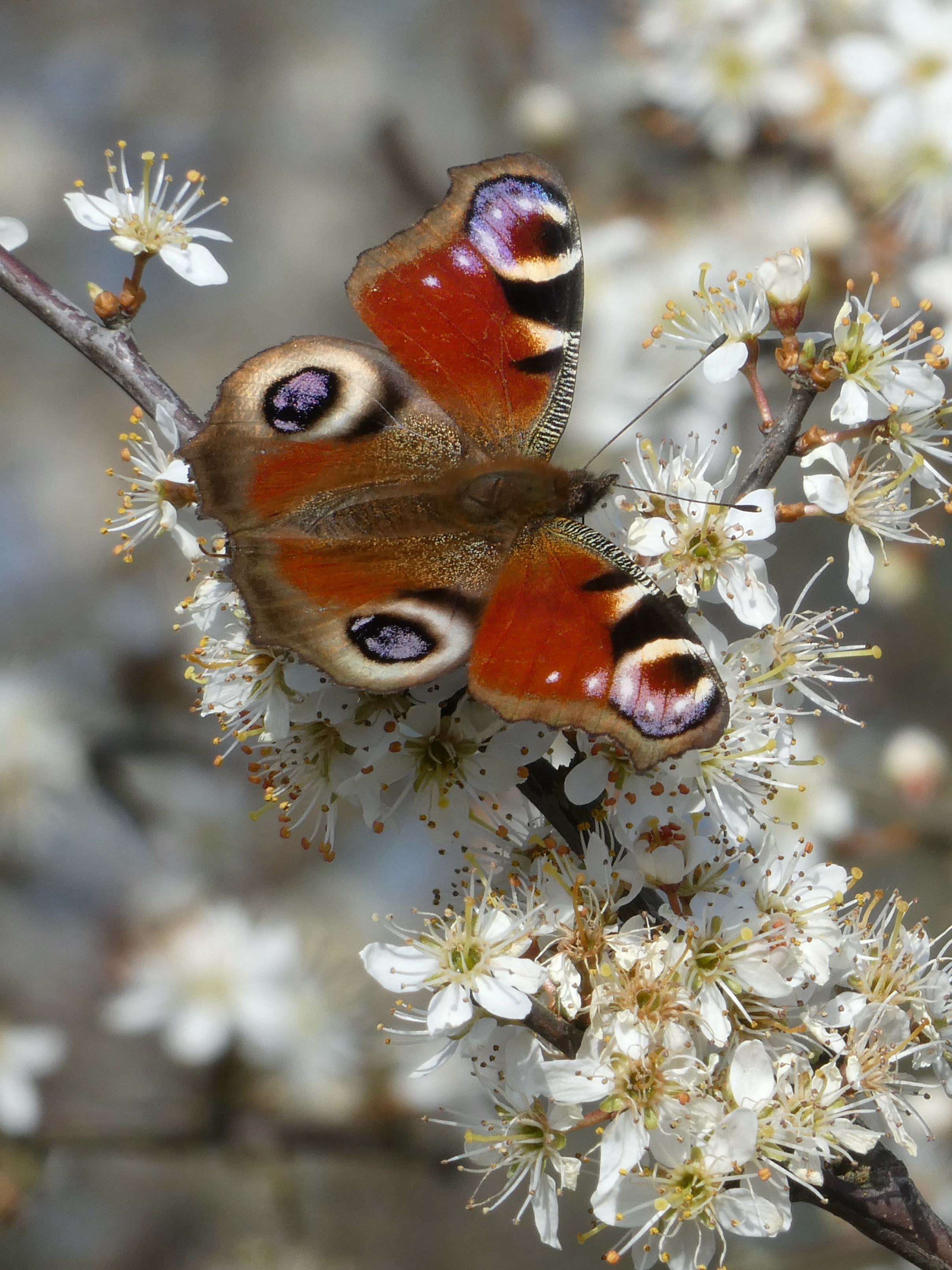 Nature and Weather in SE England: April butterflies and insects