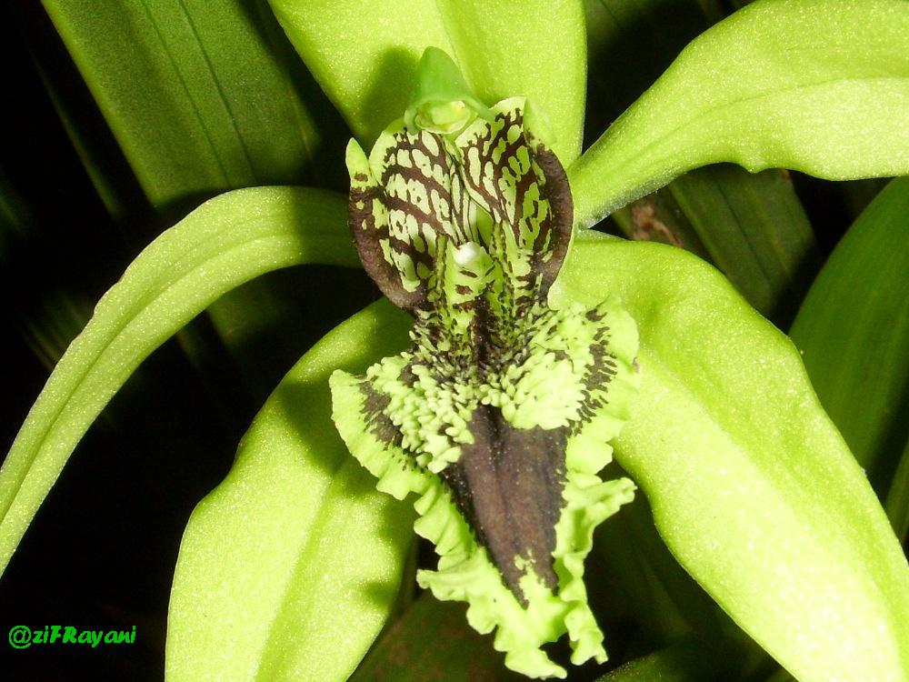 24+ Anggrek Kalimantan, Inspirasi Terbaru!