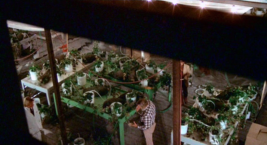 13: INVASION OF THE BODY SNATCHERS / Solofilm - 1978